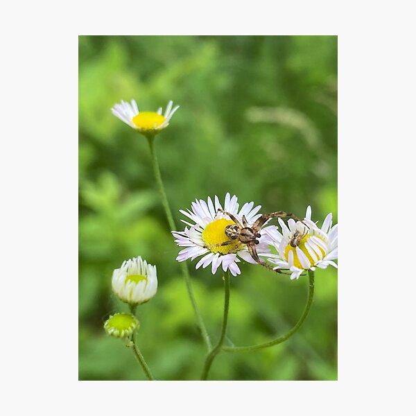 "Daisy Spiders" Photographic Print by BunnyView | Redbubble