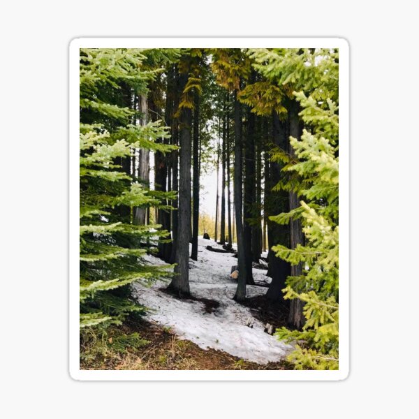 "Pathway " Sticker by pineandfog | Redbubble