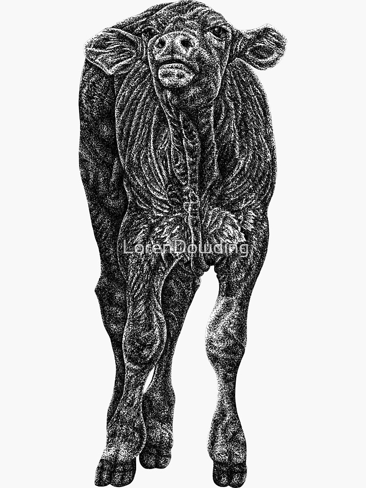 "South Devon baby cow calf" Sticker for Sale by LorenDowding | Redbubble