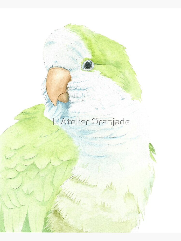 "monk quaker green parakeet watercolor portrait" Poster by Oranjade0122 ...