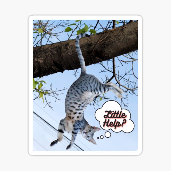 "Cute savannah cat design showing how everyone needs help sometimes ...