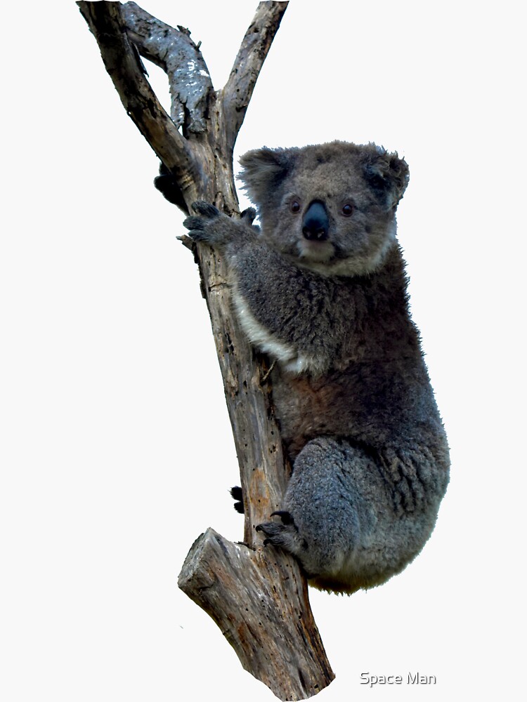 "Wild drop bear" Sticker for Sale by Zach-Sier | Redbubble