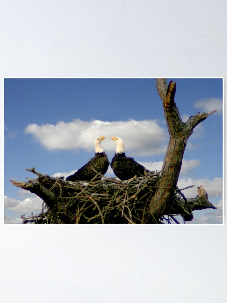 "BALD EAGLE COURTSHIP" Poster for Sale by TomBaumker | Redbubble