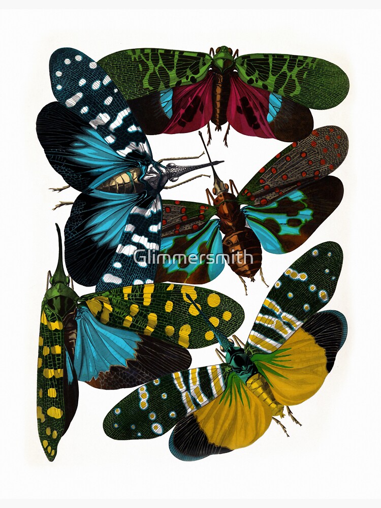 "Hummingbird Hawk Moths, vintage insect etomology illustration" Sticker ...