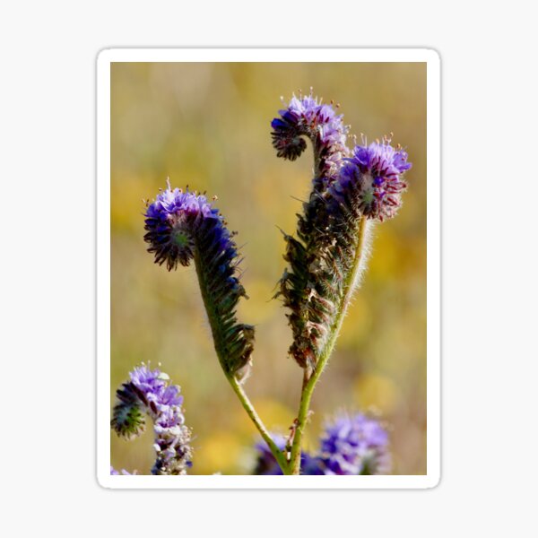 "Curled Prairie Dusters" Sticker by kimfrazierphoto | Redbubble