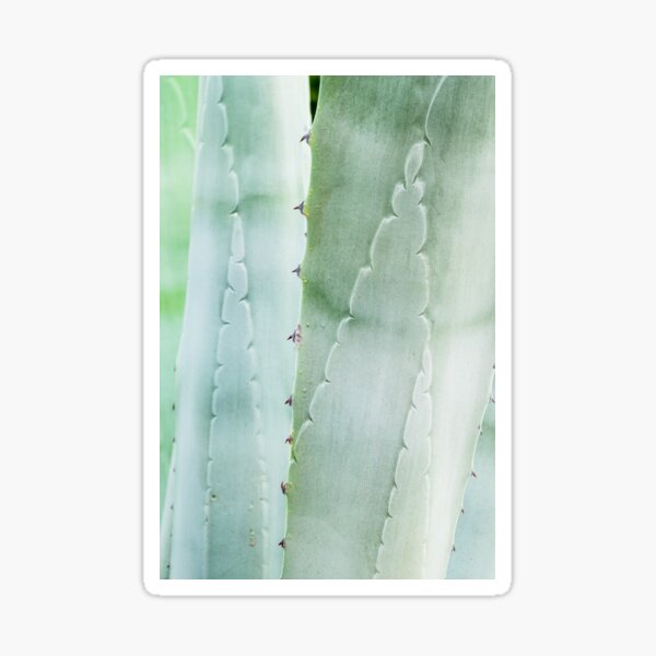 Pegatina «Textura de agave» de mhailittlearts | Redbubble