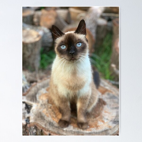 "My Charlie " Poster for Sale by EffiesPlace | Redbubble