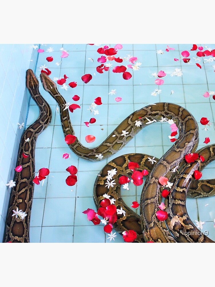 "Burmese pythons bathing with flower petals at Snake Pagoda" Sticker for Sale by opinion9 ...