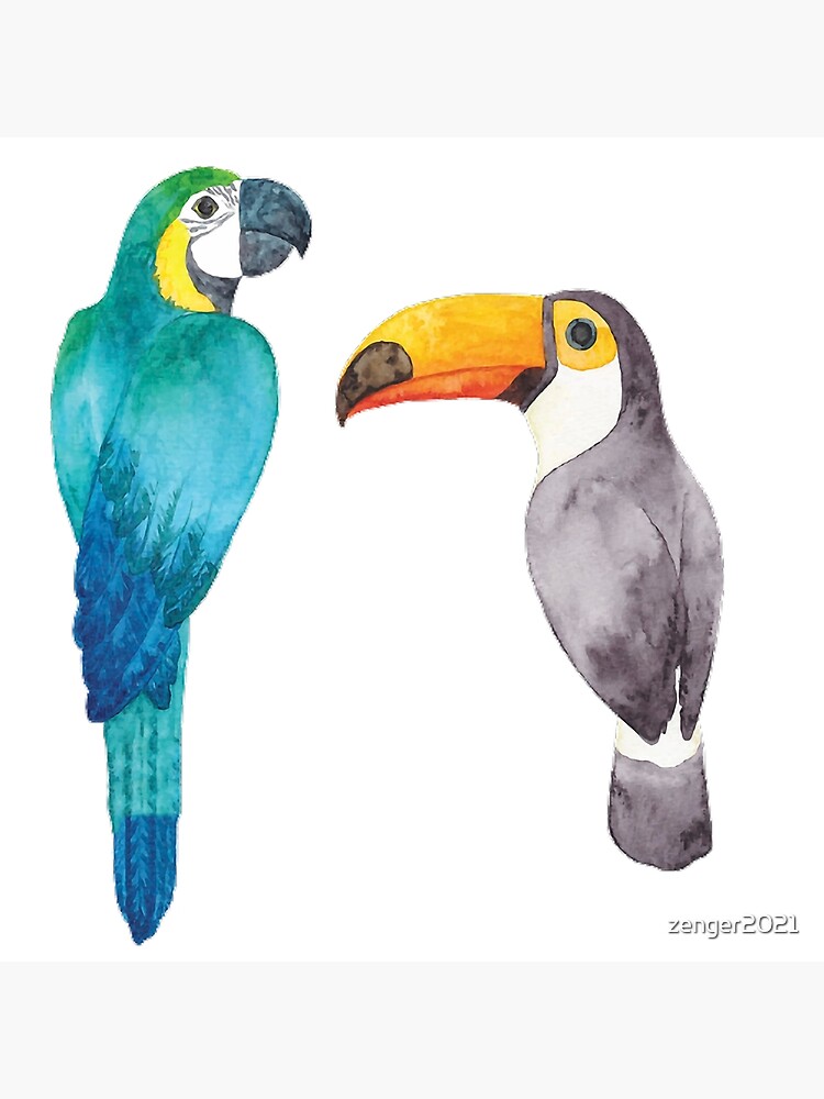 "Ramphastos toco, also known as whip moss toco, is the largest toucan ...