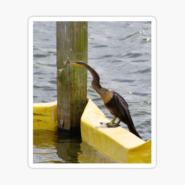 "Good Catch" Sticker for Sale by InhumanImaging | Redbubble