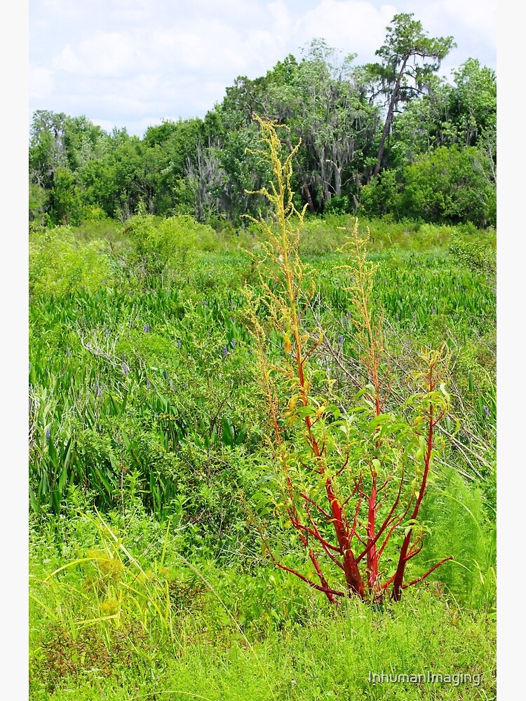 "Toxic Roots" Poster by InhumanImaging | Redbubble