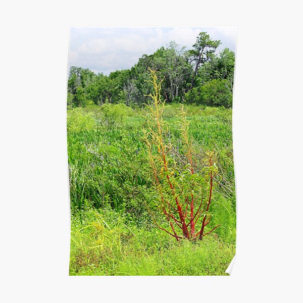 "Toxic Roots" Poster by InhumanImaging | Redbubble