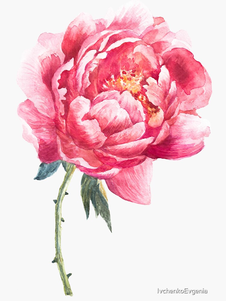 "Watercolor peony" Sticker for Sale by IvchenkoEvgenia | Redbubble