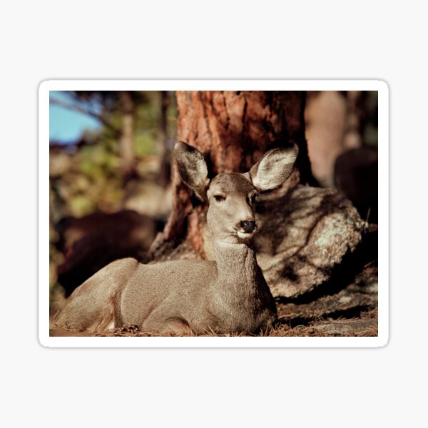 "Mule Deer Doe" Sticker for Sale by glasere | Redbubble
