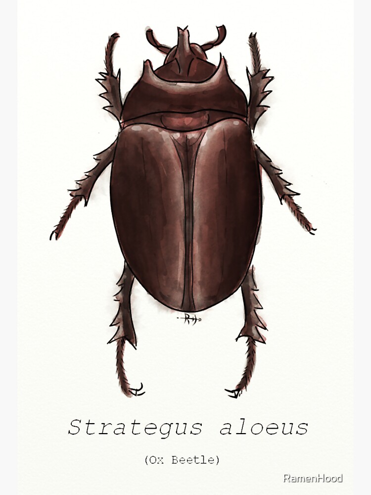"Strategus aloeus (ox beetle)" Sticker for Sale by RamenHood | Redbubble