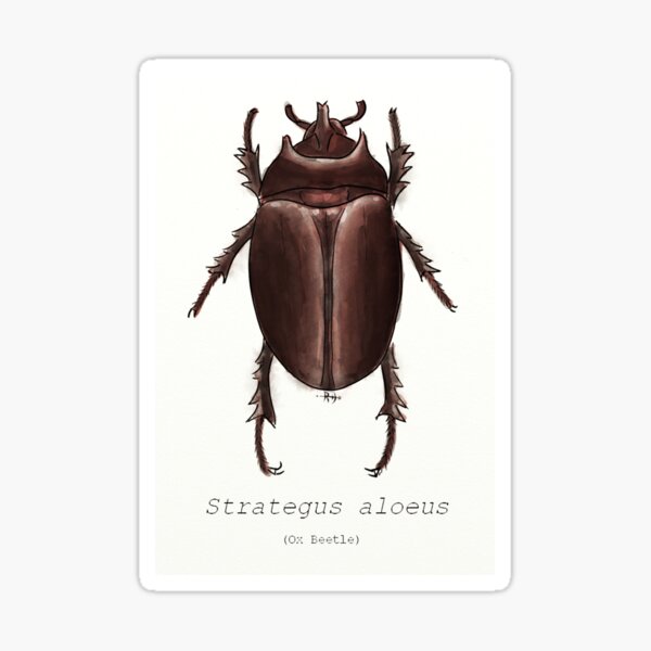 "Strategus aloeus (ox beetle)" Sticker for Sale by RamenHood | Redbubble