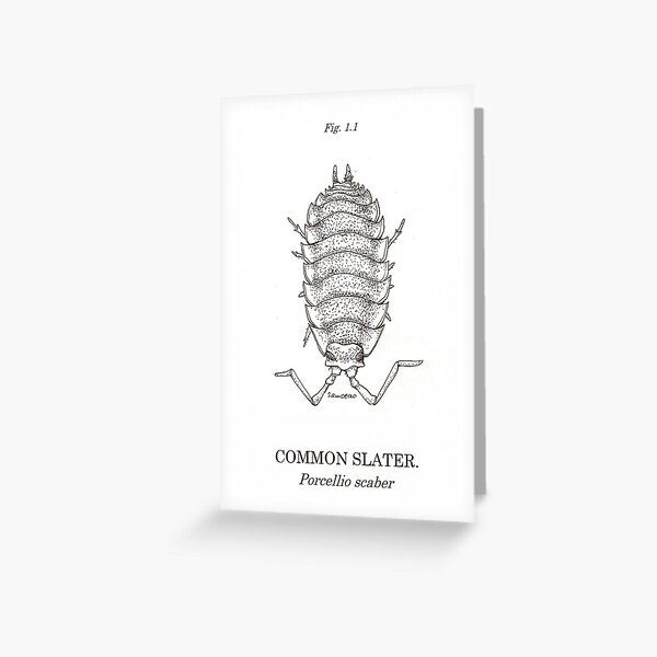 "Common Slater (Porcellio scaber)" Greeting Card for Sale by squidego ...