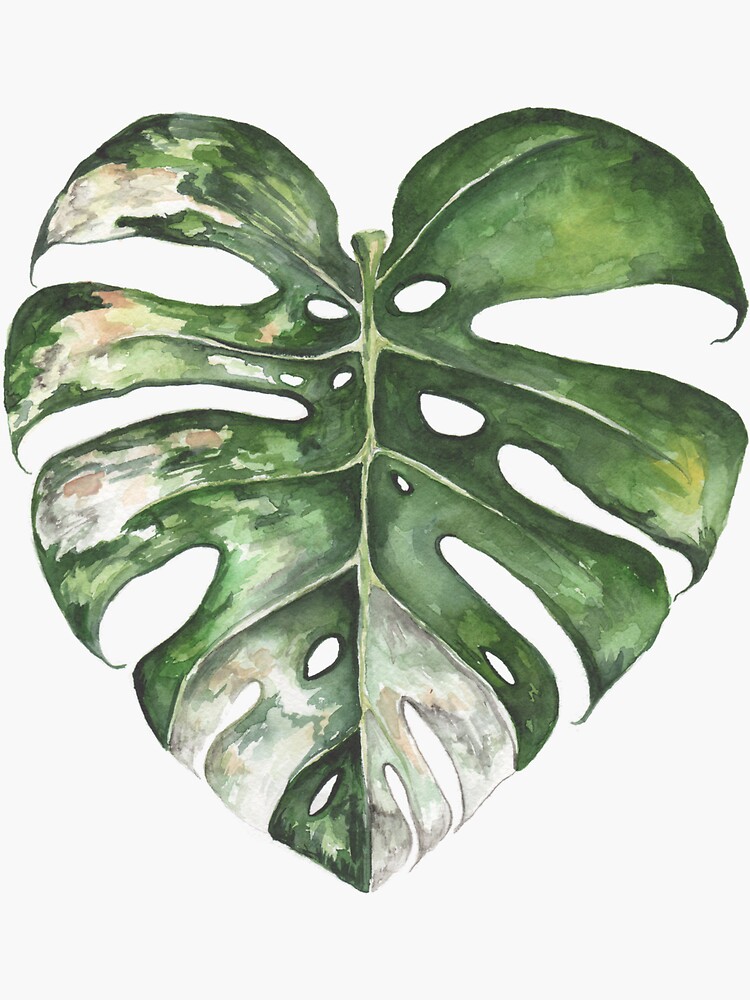 "Variegated Monstera " Sticker for Sale by Brittanyfowler | Redbubble