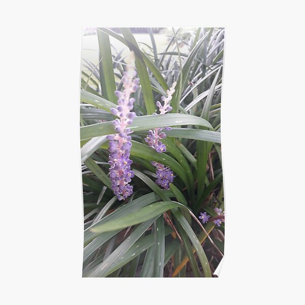 Poster « plante tropicale verte et violette plante violette et verte ...