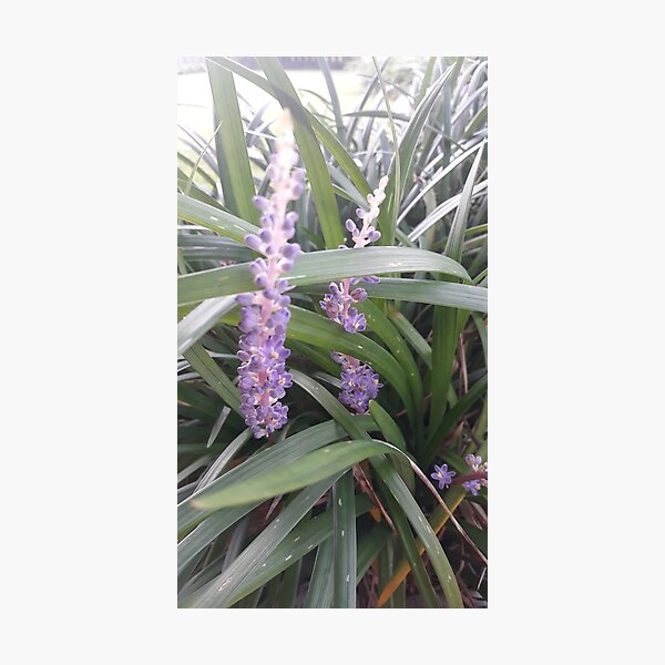 Impression photo « plante tropicale verte et violette plante violette ...
