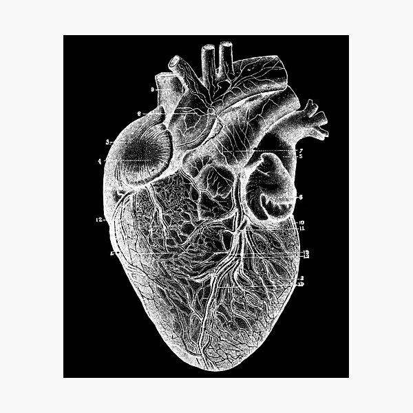 Lámina fotográfica «Esquema de anatomía corazón, corazón de anatomía ...