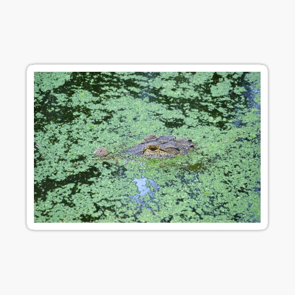 "Algae Gator" Sticker for Sale by InhumanImaging | Redbubble
