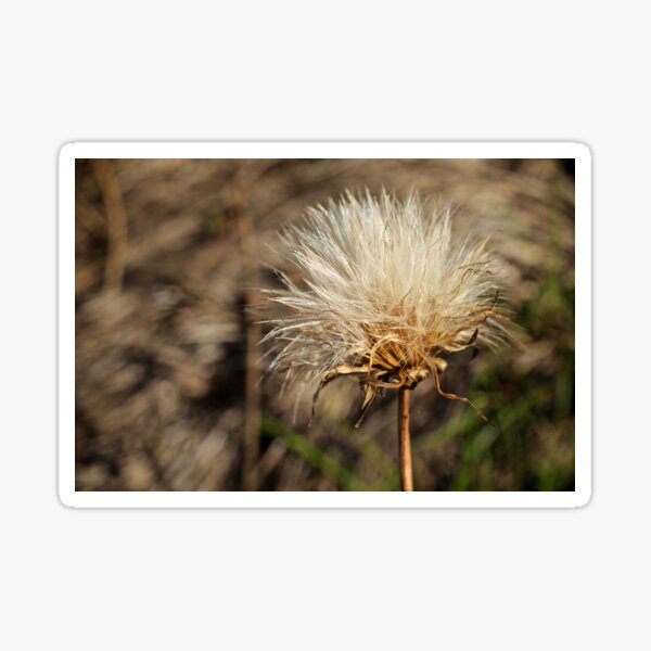 "Fuzzy" Sticker for Sale by D-GaP | Redbubble