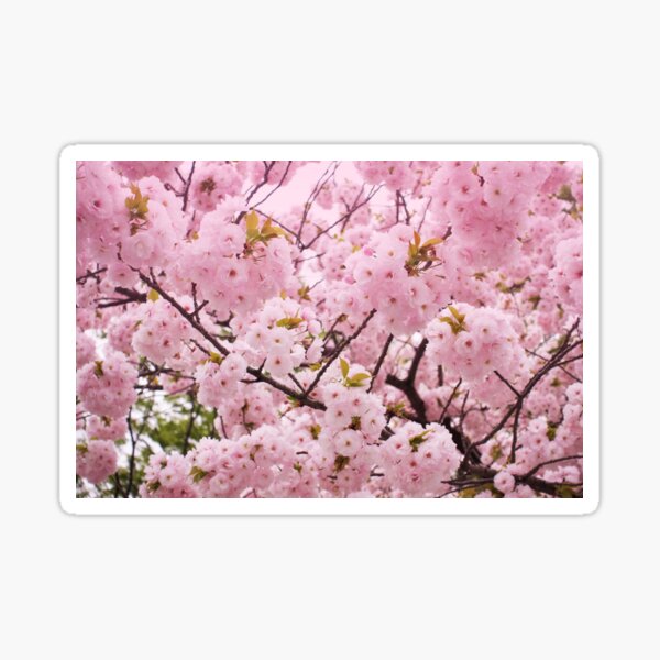 "Cherry blossom tree" Sticker for Sale by ibphotos | Redbubble