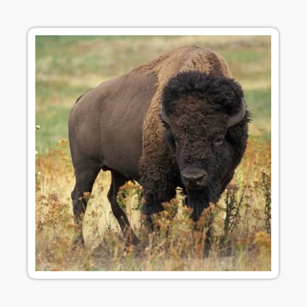 "American buffalo" Sticker for Sale by RBCOOLSHOP | Redbubble