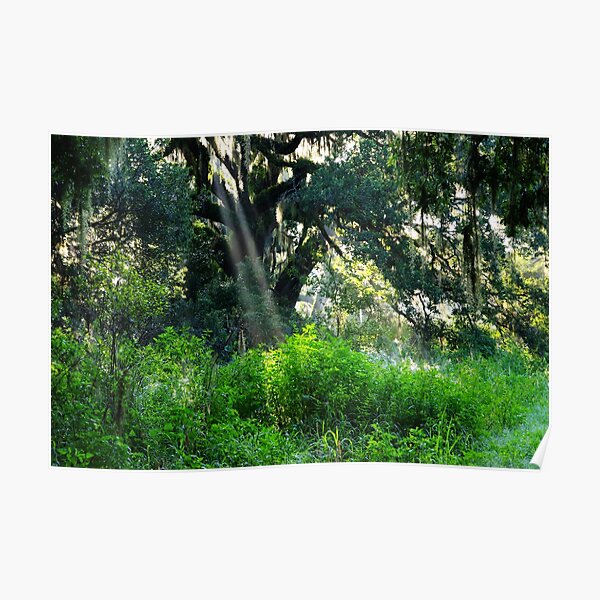 "Tolkien Forest" Poster by InhumanImaging | Redbubble
