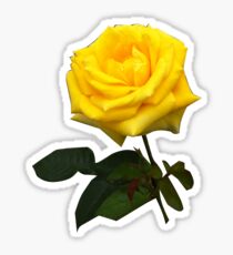 Yellow Rose: Stickers | Redbubble