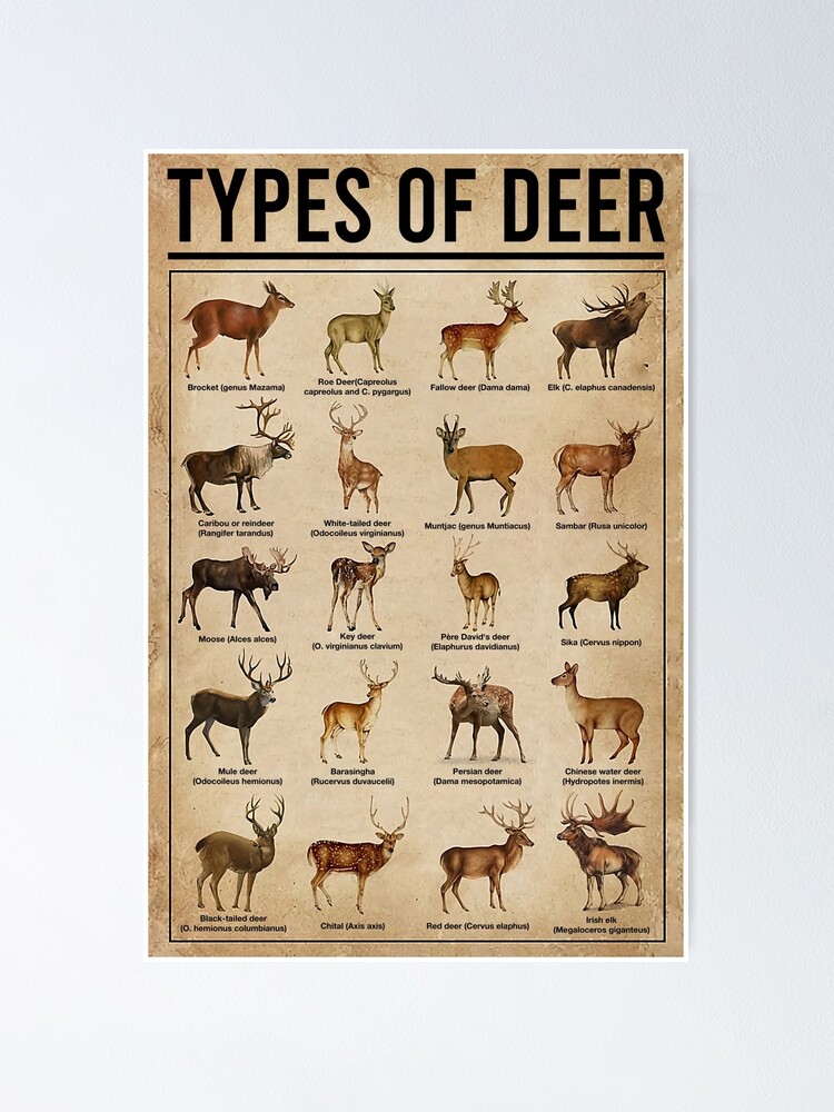 "Types of Deer" Poster for Sale by tmtschneider | Redbubble
