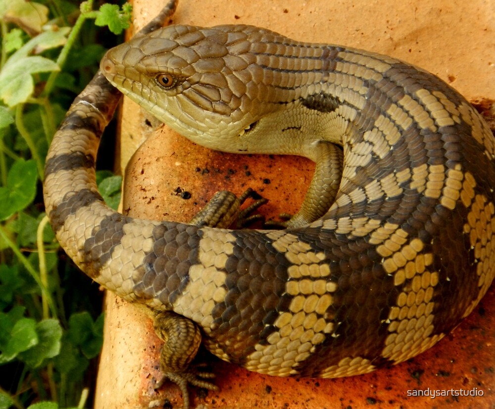 "Australian Blue Tongue Lizard" by sandysartstudio | Redbubble