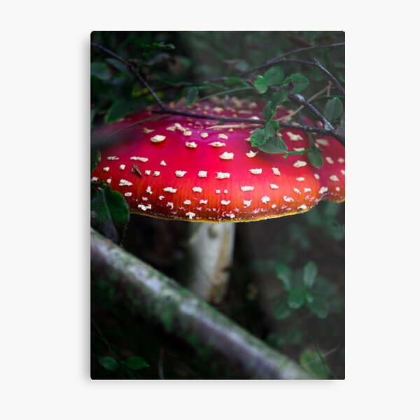 Lámina metálica «Seta mágica de color rojo brillante con manchas ...