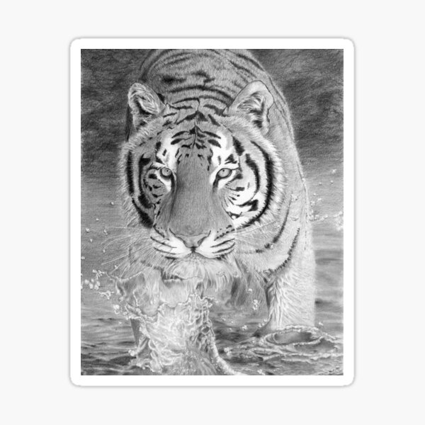 "Tiger Crossing River" Sticker by hartr | Redbubble