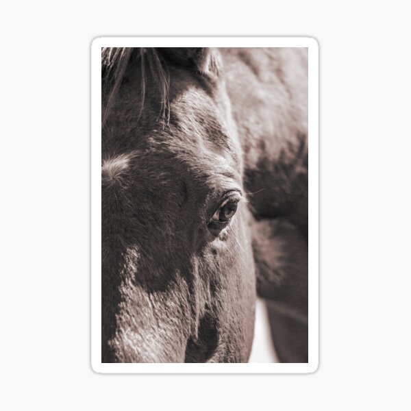 "Closeup photo of horse face and eye" Sticker for Sale by KOEHNESKLICKS ...