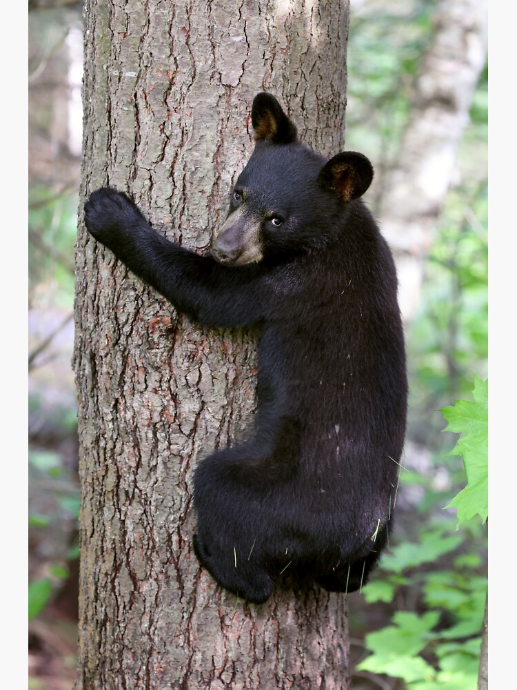 "Tree Hugger Bear" Sticker for Sale by mlorenz | Redbubble