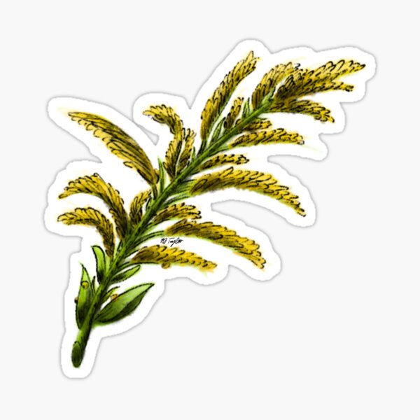 "Goldenrod" Sticker for Sale by mj-illustrates | Redbubble
