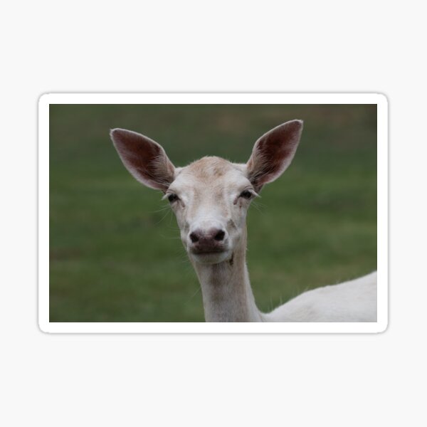 "White Fallow Deer" Sticker for Sale by MelKowasic | Redbubble