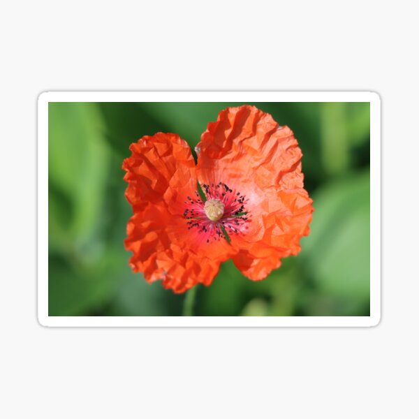 "Portrait of a Poppy" Sticker for Sale by LisaNaturePhoto | Redbubble