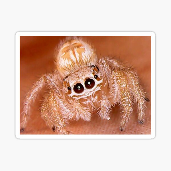 "Cute jumping spider pose" Sticker for Sale by yousef99 | Redbubble