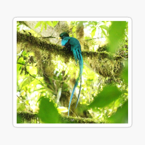 "Quetzal (the sacred bird)" Sticker for Sale by CostaRicaNature | Redbubble