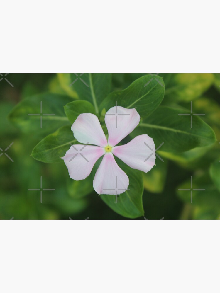"Chichirica Flower - Floral Pattern Photograph" Sticker for Sale by ...