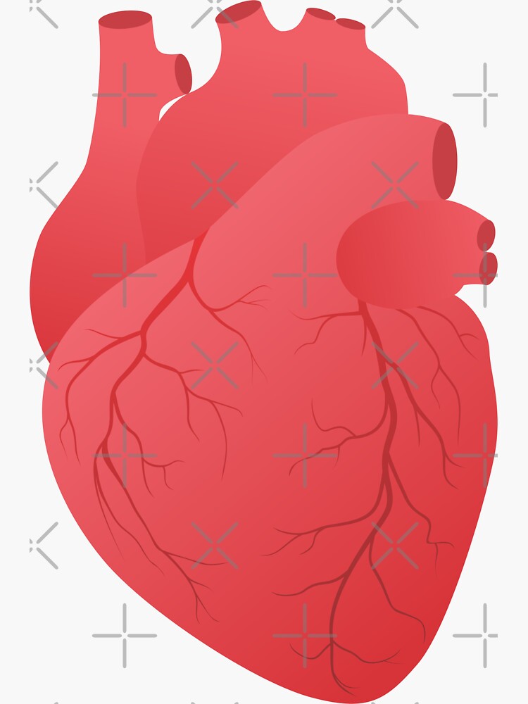 "Realistic heart" Sticker for Sale by Diversity-illus | Redbubble