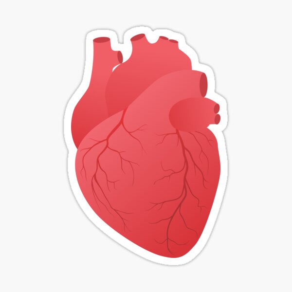 "Realistic heart" Sticker for Sale by Diversity-illus | Redbubble