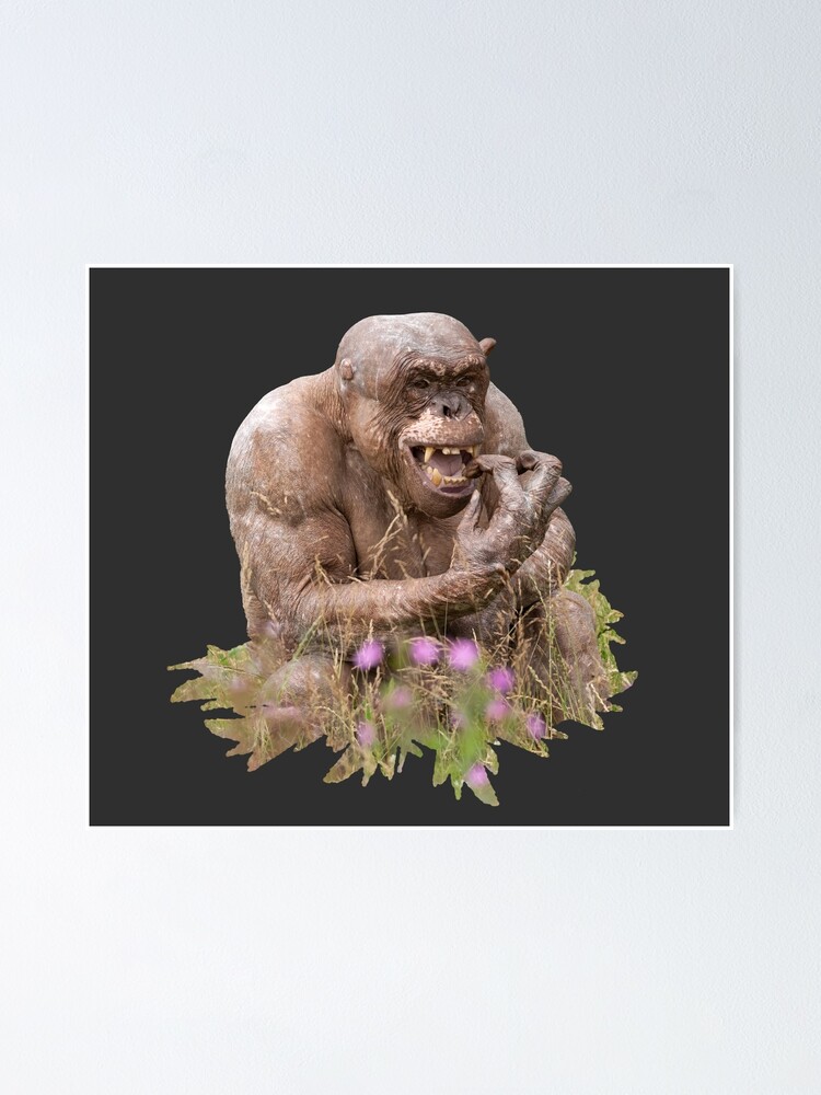 Póster «Chimpancé sin pelo Jambo revisando sus dientes» de ...
