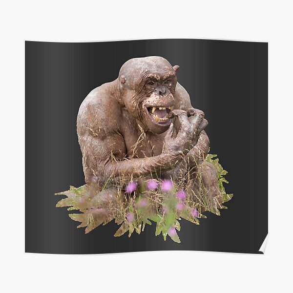 Póster «Chimpancé sin pelo Jambo revisando sus dientes» de ...