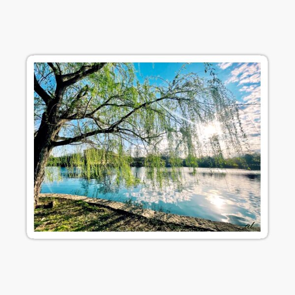 "Willow Tree" Sticker for Sale by allypics | Redbubble