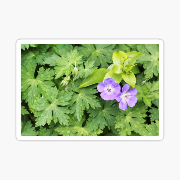 Geranium Stickers | Redbubble