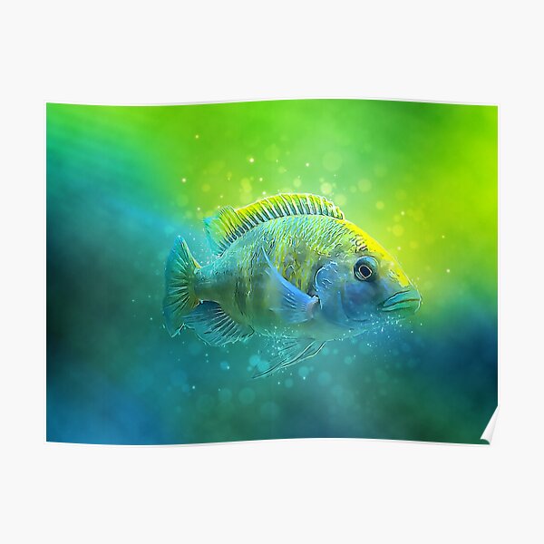 "Venetus Cichlid" Poster by GFishy | Redbubble